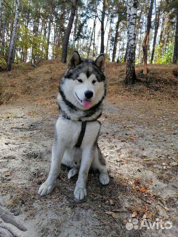 Вязка Аляскинский маламут