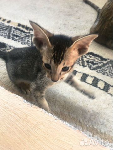 Ориентальные котята