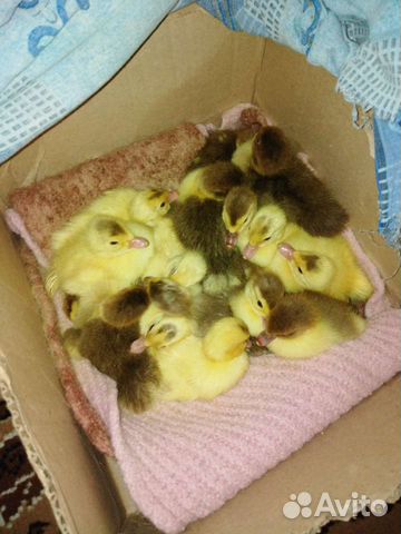 Домашняя птица