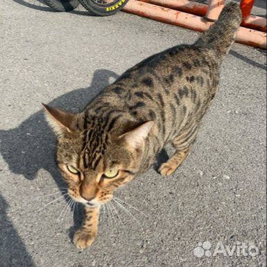 Шикарную кошечку с бенгальским окрасом в дар