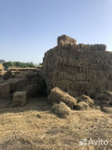 Обменяю сено на телочку