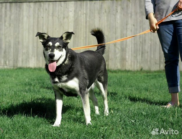 Лира послушная и добродушная Собака в дар