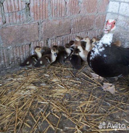 Индоутка с утятами