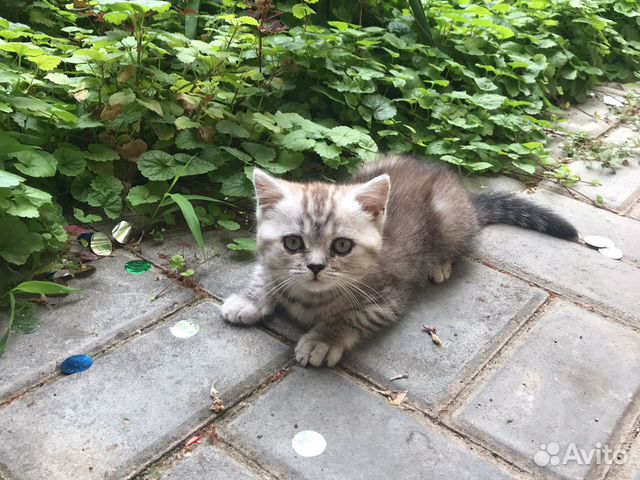 Котенок девочка бесплатно