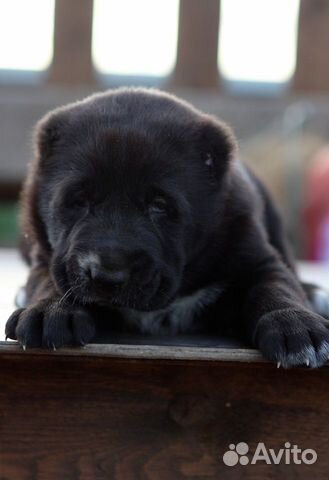 Среднеазиатская овчарка,алабай, сао