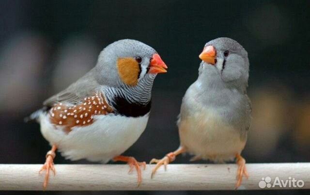 Отдам в хорошие руки парочку зебровых амадин