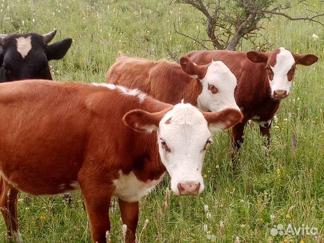 Тёлки 5 месяцев