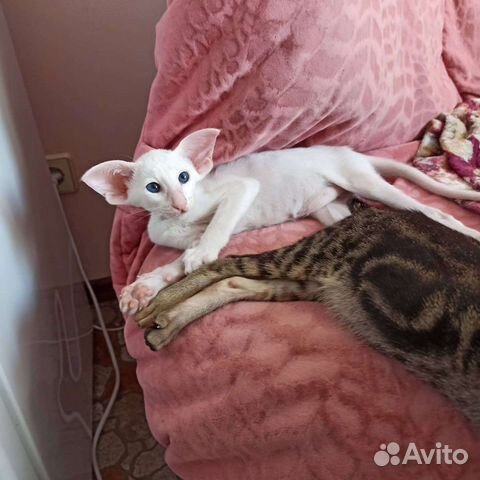 Ориентальные котята, белая девочка