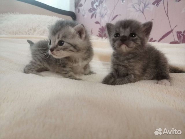 Котята Британцы бесплатно