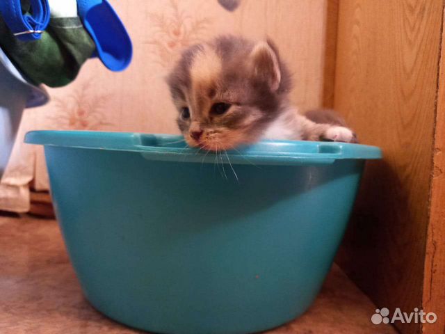 Отдам найденного котенка в садах