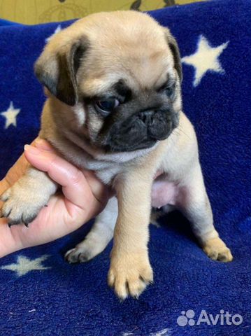Щенки мопса