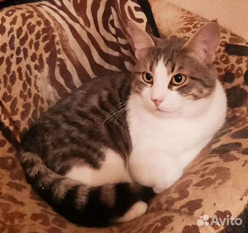 Трогательный котик Тиль