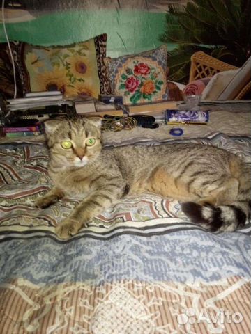 Кошка вислоухая помесь с шотландской