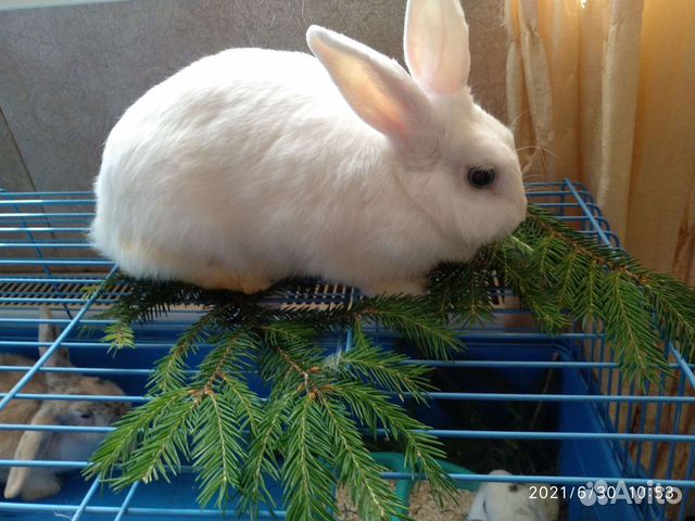 Продаются вислоухие, декоративные крольчата