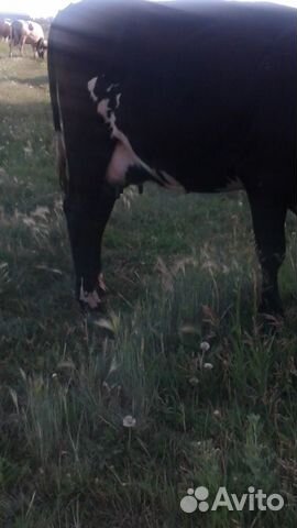 Корова и телка