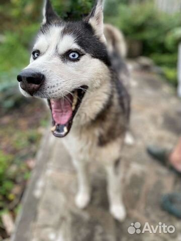 Сибирский хаски