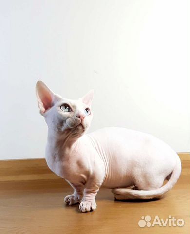 Голубоглазый блондин бамбино