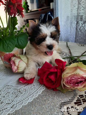 Бивер йорики