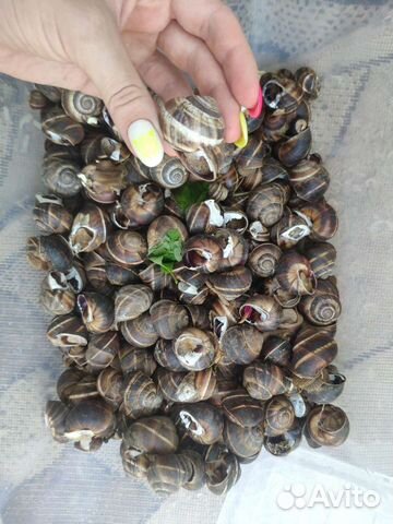 Улитки виноградные