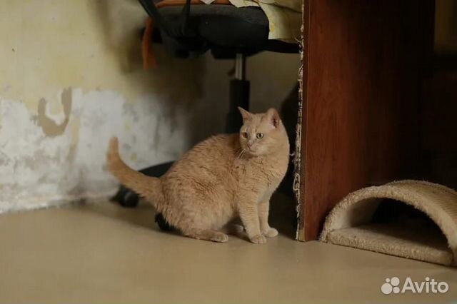 Рыжее сокровище