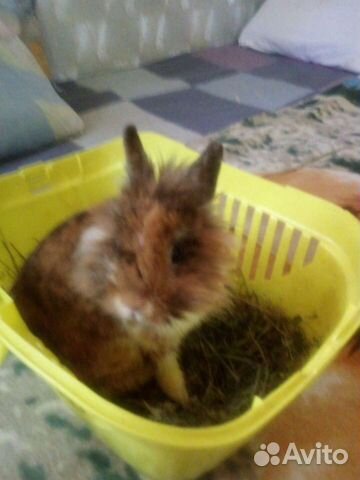 Декоративные карликовые кролики