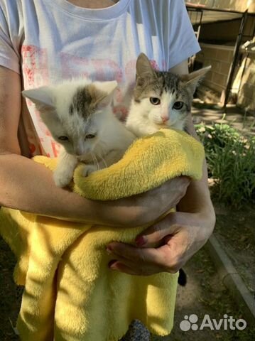 Котятки девочки 2 месяца