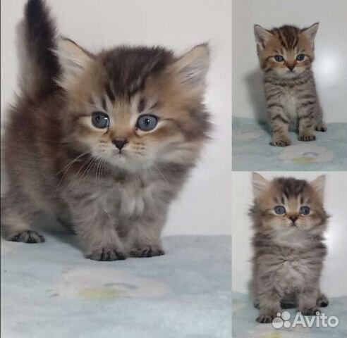 Шотландские котята драгоценных окрасов