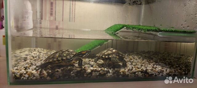 Отдам бесплатно пару красноухих черепах