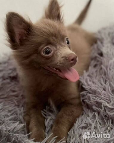 Мальчик чихуахуа, лиловый малыш. Родился 16.03.21