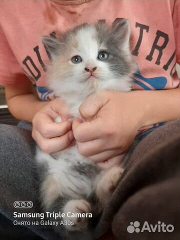 Милые малыши котята
