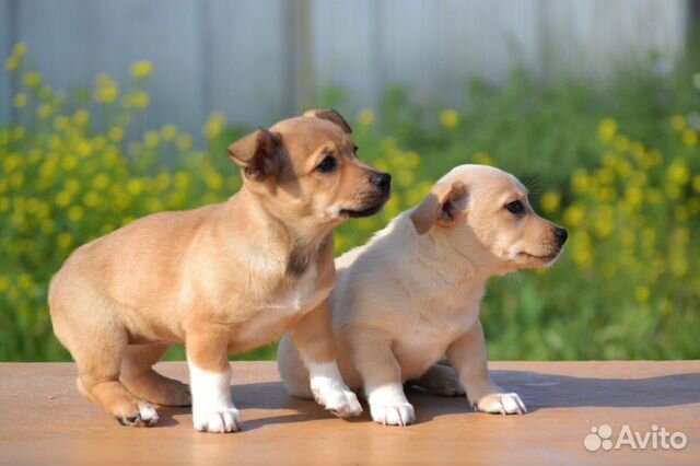 Ищут дом щенки Девочки от мелкой Собачки