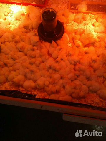 Цыплята бройлеры