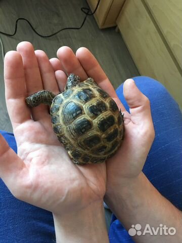 Черепаха сухопутная