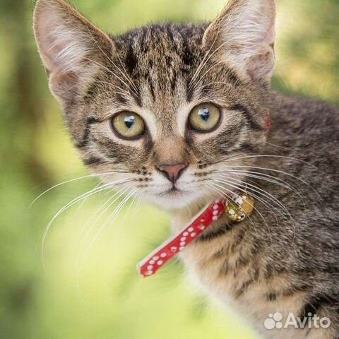 Котёнок, котята малыш 3 мес Макс в дар