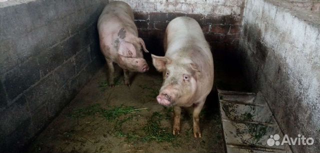 Две свинки на мясо, вес 100 +