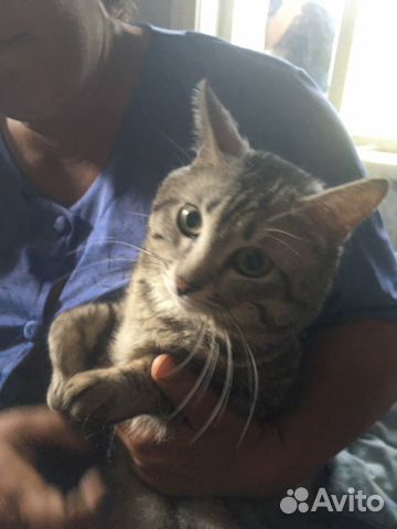 Котик Барсик британец