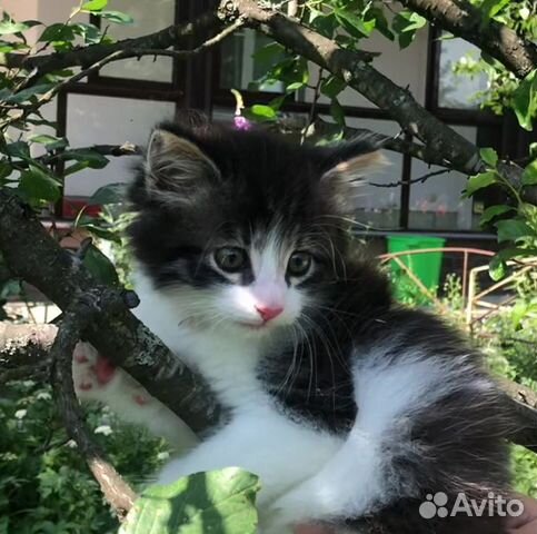 В добрые руки