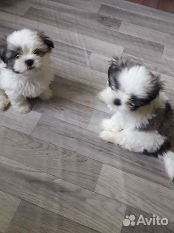 Щенки болонки