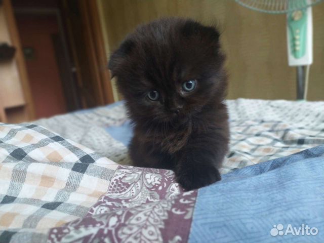 Шотландские вислоухие котята
