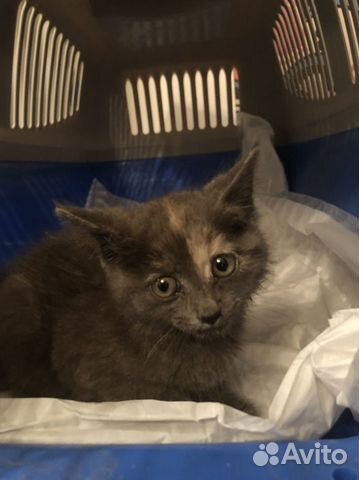 Котёнок