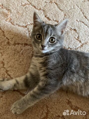 Котенок девочка