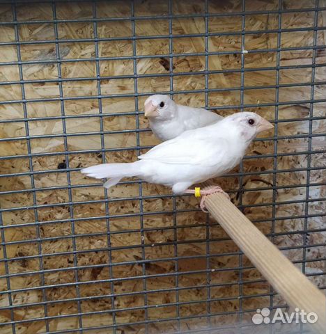 Японская амадина