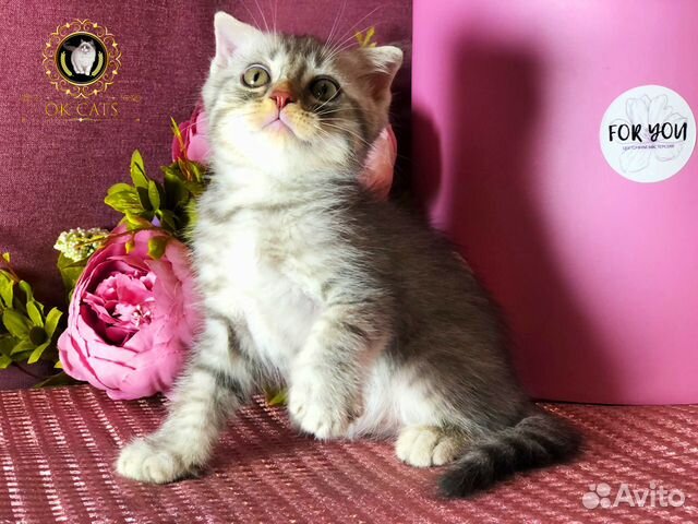 Бакси. Котенок из помета манчкина и хайленд фолда