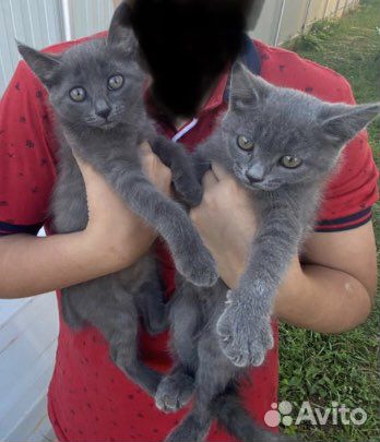Котята серые, ласковые. Казань