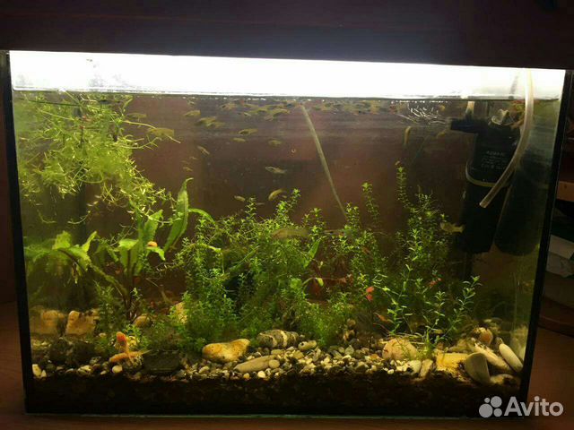 Аквариумные рыбки и растения