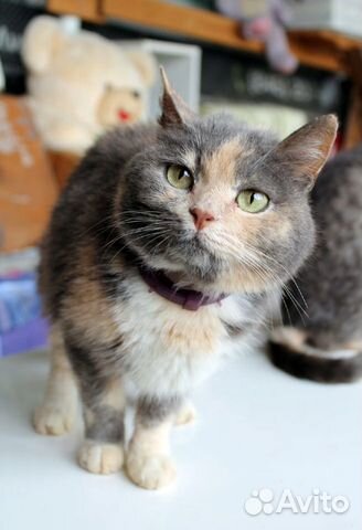 Лаванда. Роскошная кошка в добрые руки