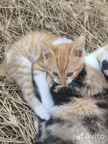 Кошка рыжик девочка