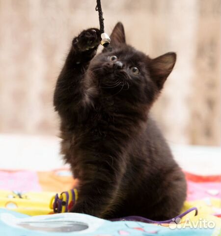 Бусинка- очаровательный котёнок