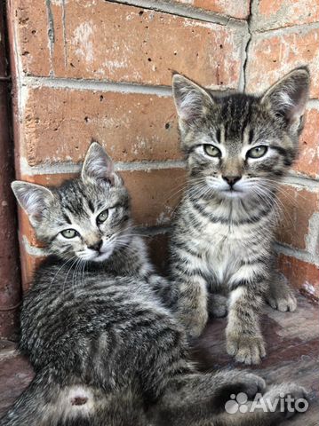 Котята в добрые руки