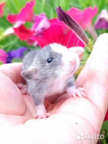 Крысята дамбо мальчики от rat love13.85